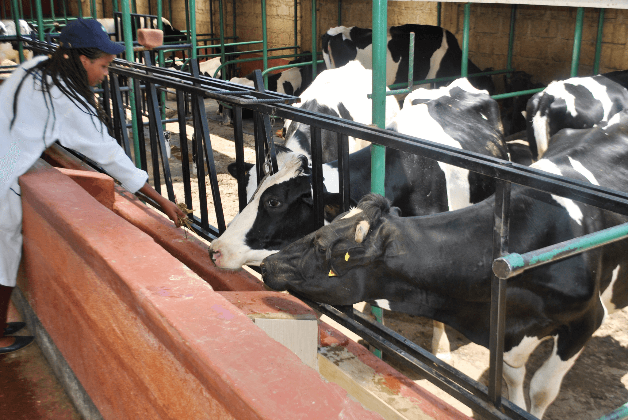 Fresha Daily Brands - TimelessPlus Directory